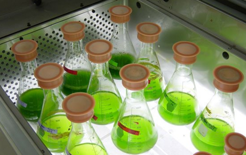 Phyco-Remediation - Bio Ark